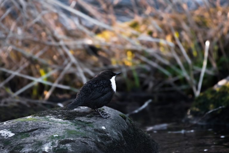 Norway's National Bird: The White-throated Dipper - The Norway Guide