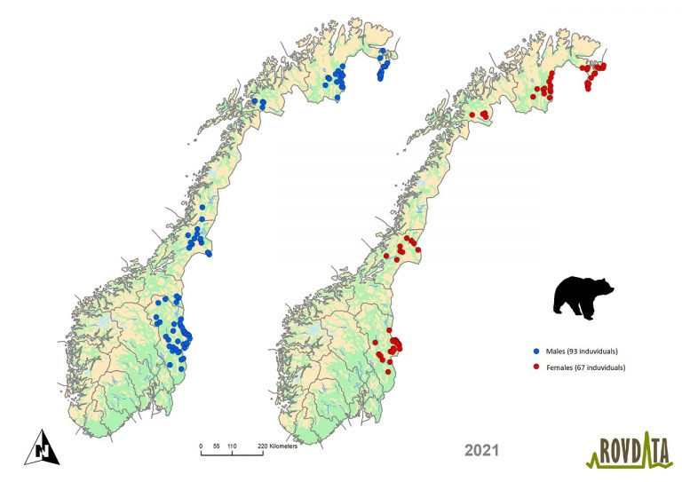 Brown Bears In Norway (Are They Dangerous?) - The Norway Guide