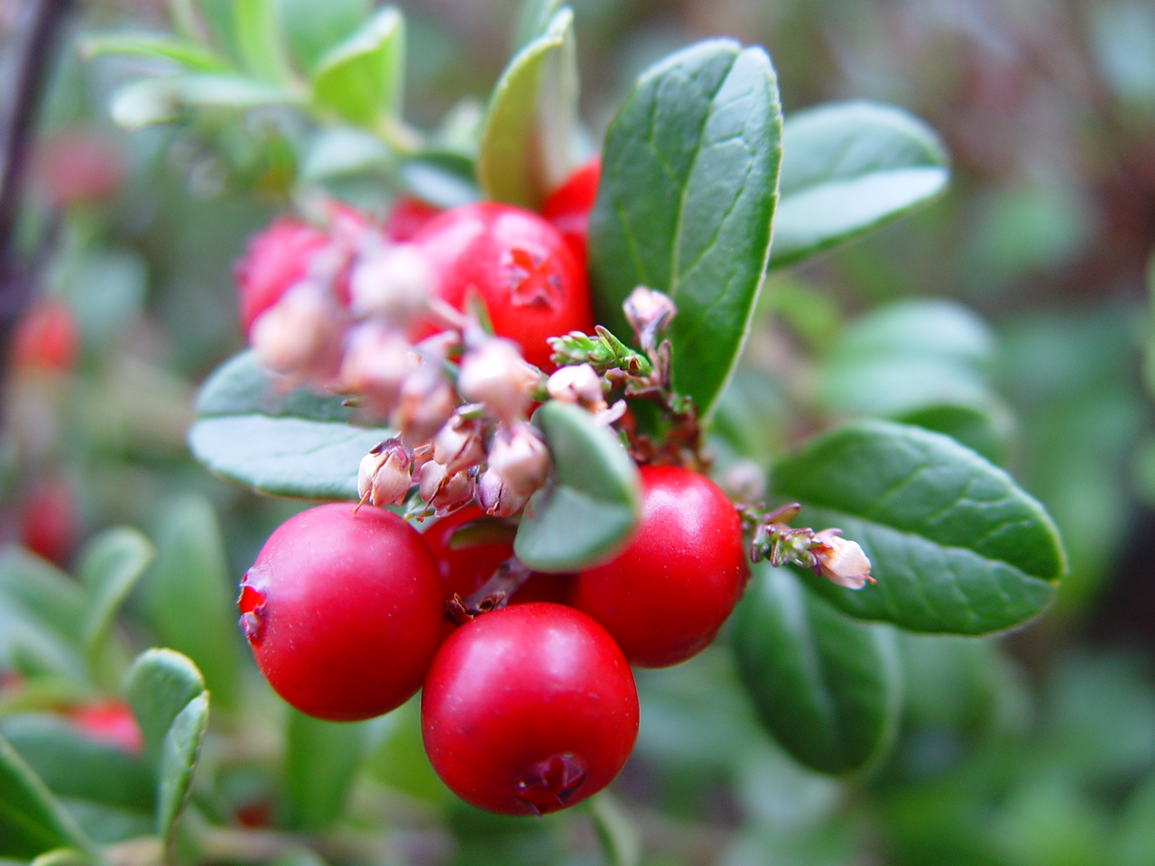 Harvesting Berries In Norway: All You Need To Know - The Norway Guide