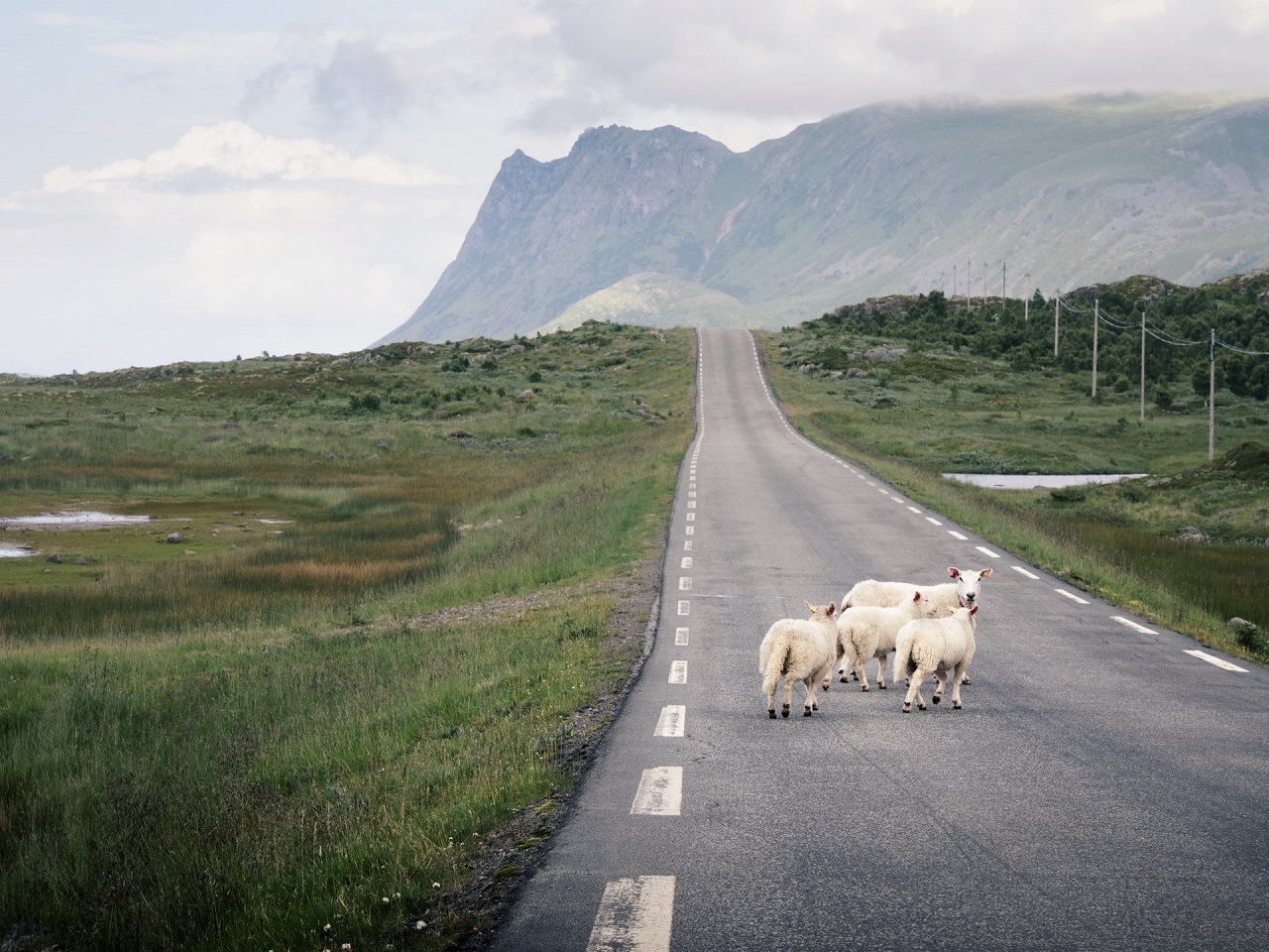 Meeting Free-Ranging Sheep In Norway (Are Sheep Really Just Hanging Out ...