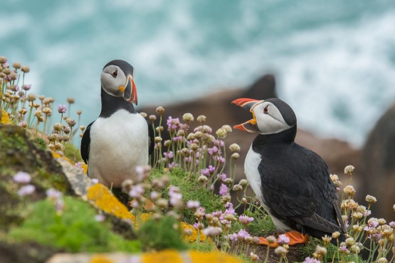 Amazing Puffin Safari: How To See Puffins In Norway In 2023 - The ...