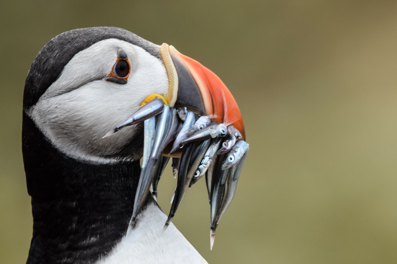 Amazing Puffin Safari: How To See Puffins In Norway In 2023 - The ...