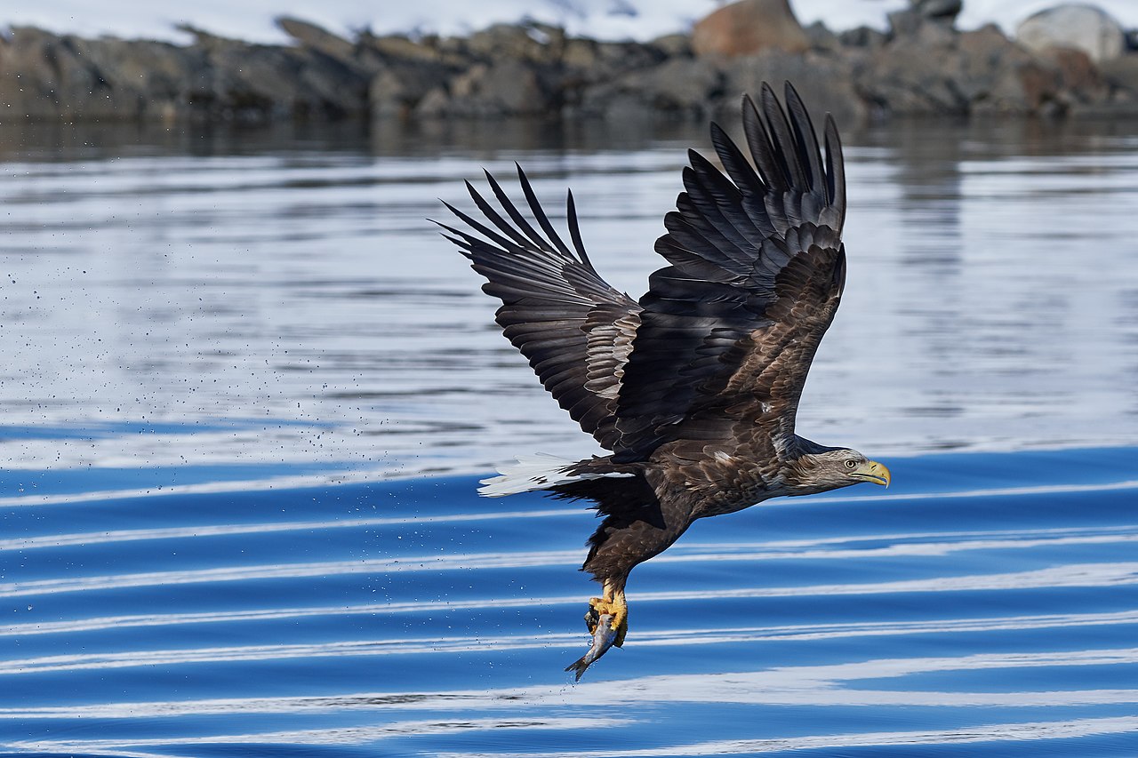Amazing Puffin Safari: How To See Puffins In Norway In 2023 - The ...