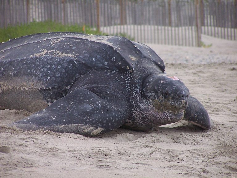 Sea Turtles In Norway: Are There Sea Turtles In The Norwegian Ocean And ...