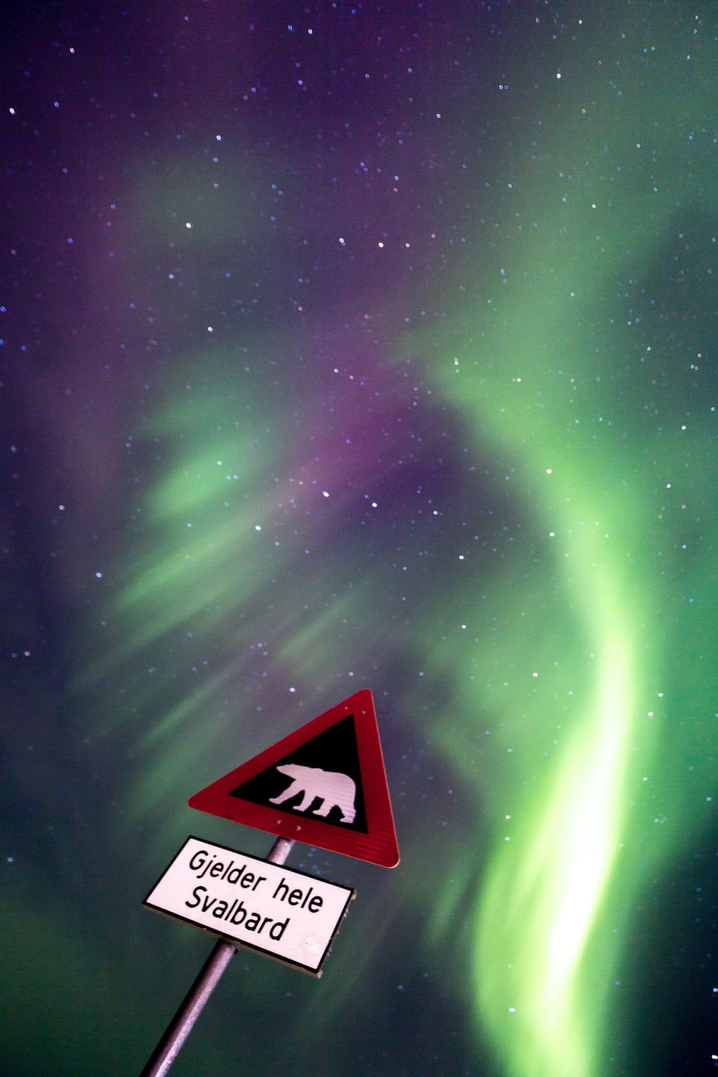 Polar Bears In Norway - The Norway Guide