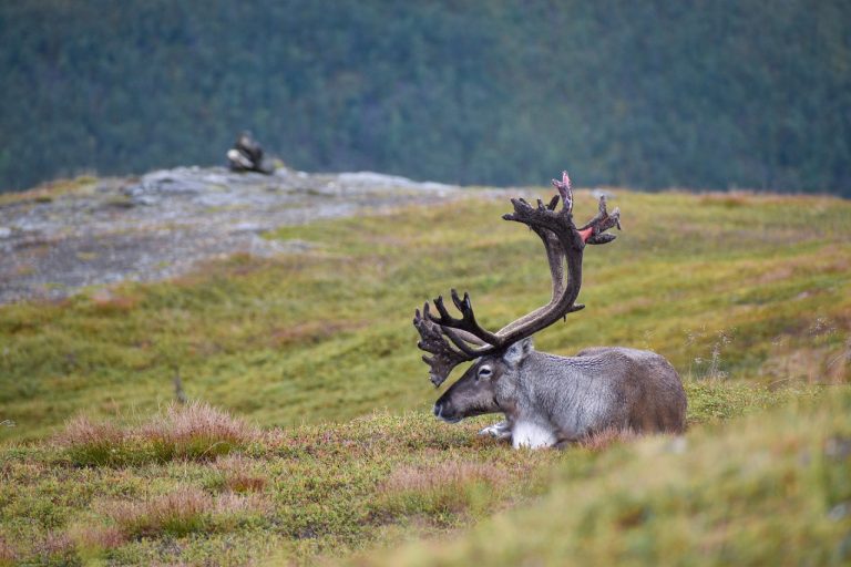 Wild Reindeer Safari In Norway - The Norway Guide